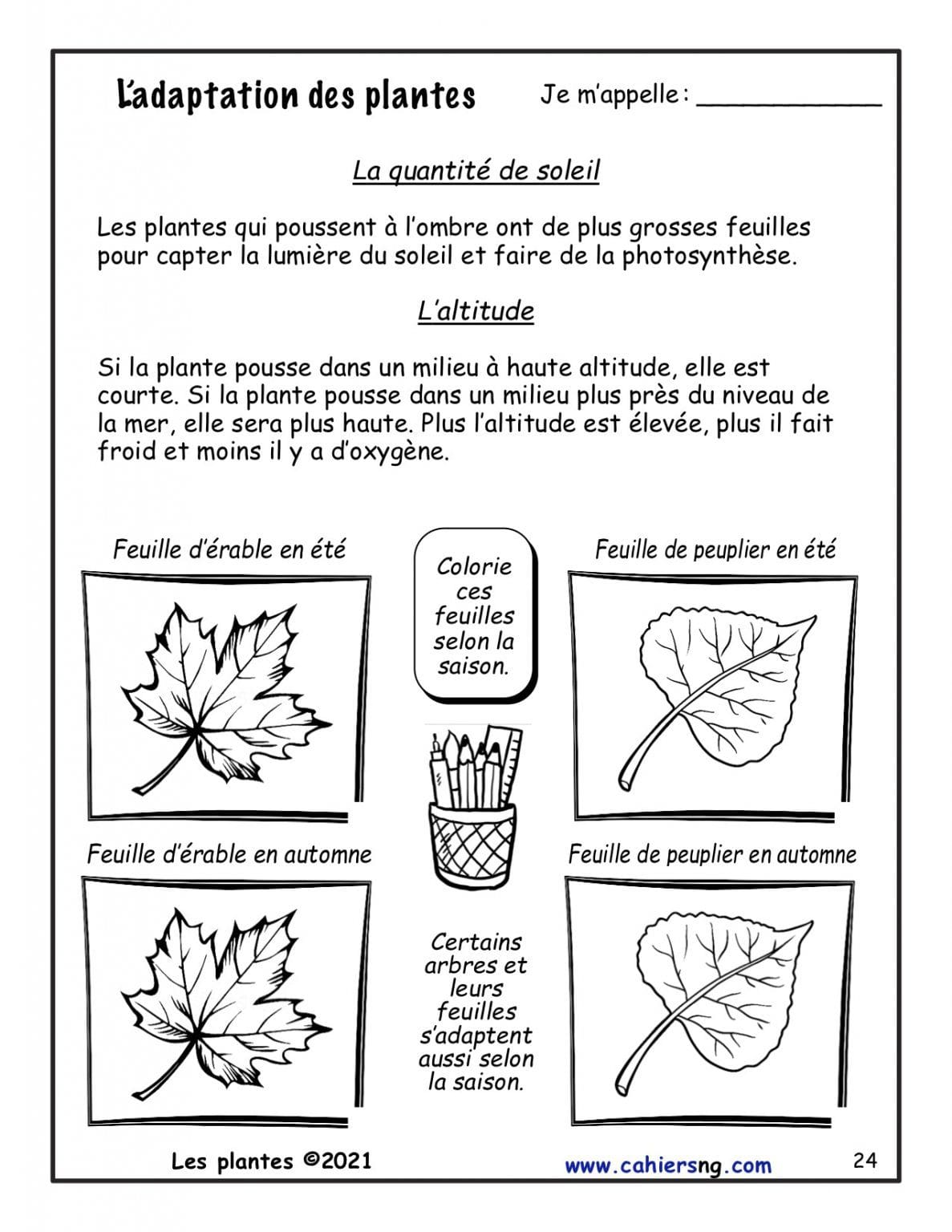 Les plantes (3e) - Nouvelle série ! - NOUVEAUTÉ !! — Fiches ...
