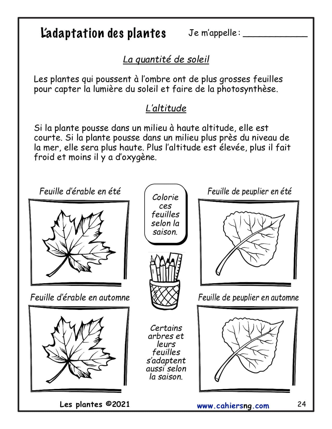Les plantes - (3e/4e) - Les plantes s'adaptent — Fiches reproductibles ...